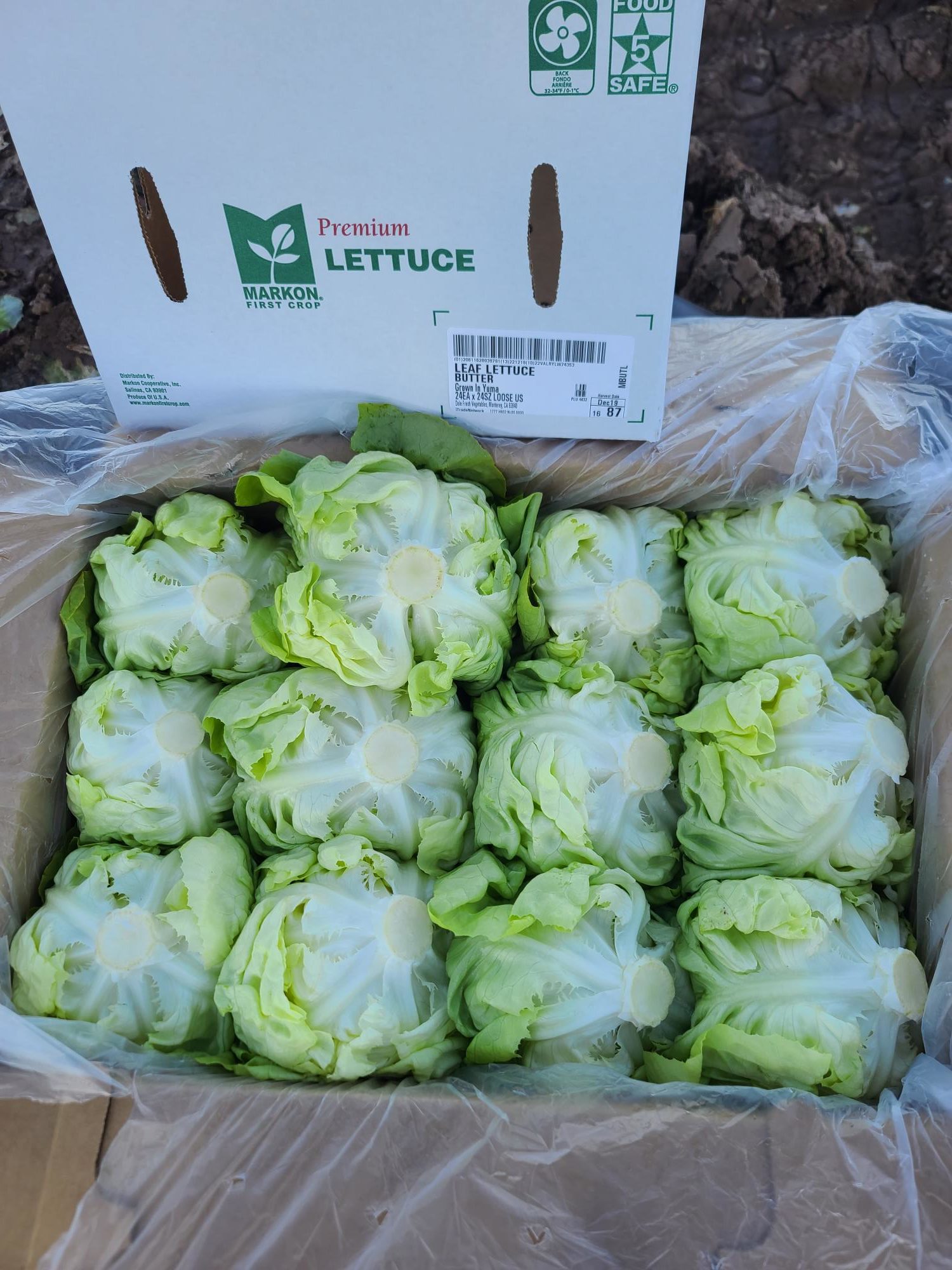 FROM THE FIELDS: MARKON FIRST CROP (MFC) 24-COUNT BUTTER LETTUCE - Markon