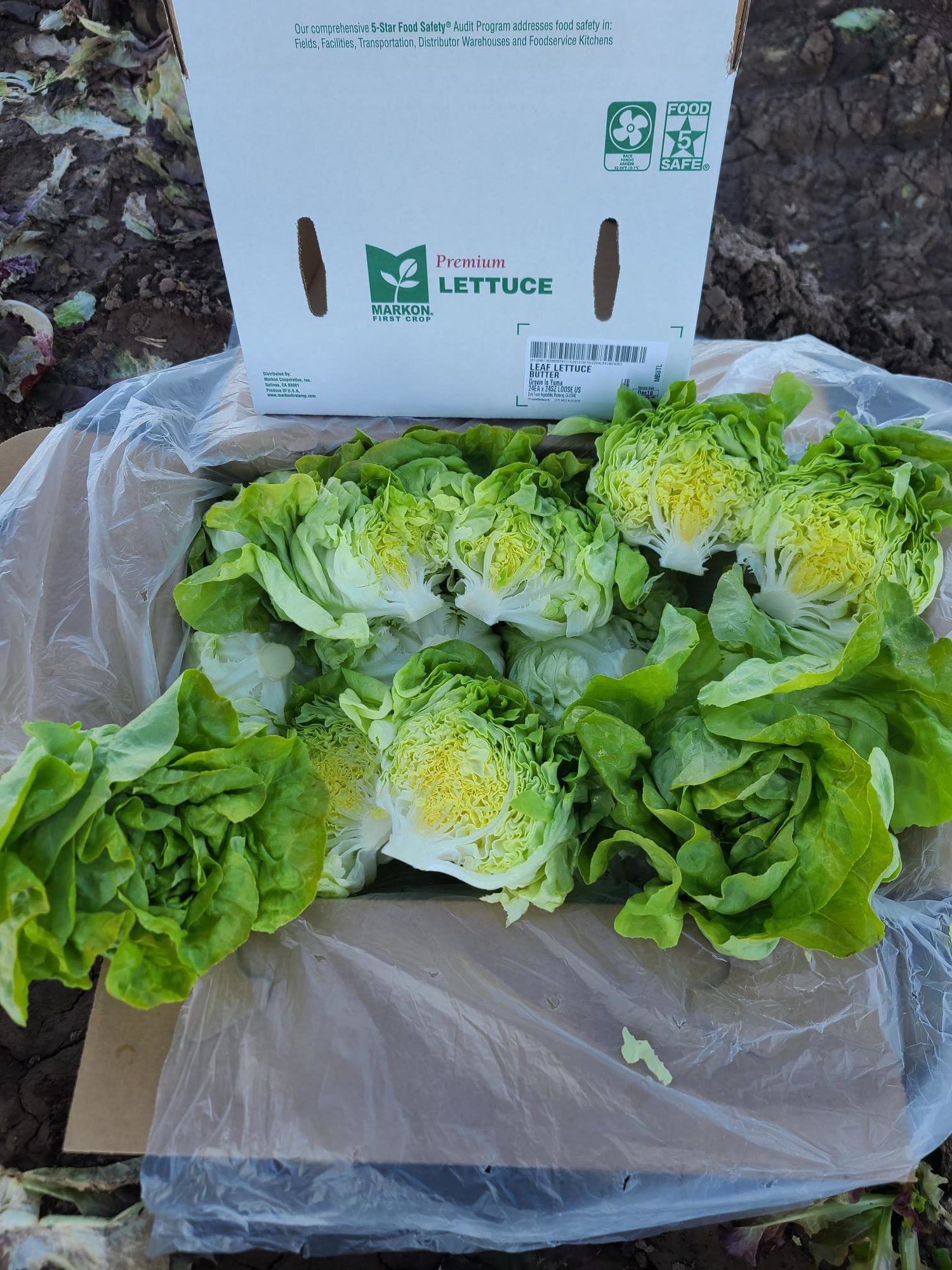 FROM THE FIELDS: MARKON FIRST CROP (MFC) 24-COUNT BUTTER LETTUCE - Markon