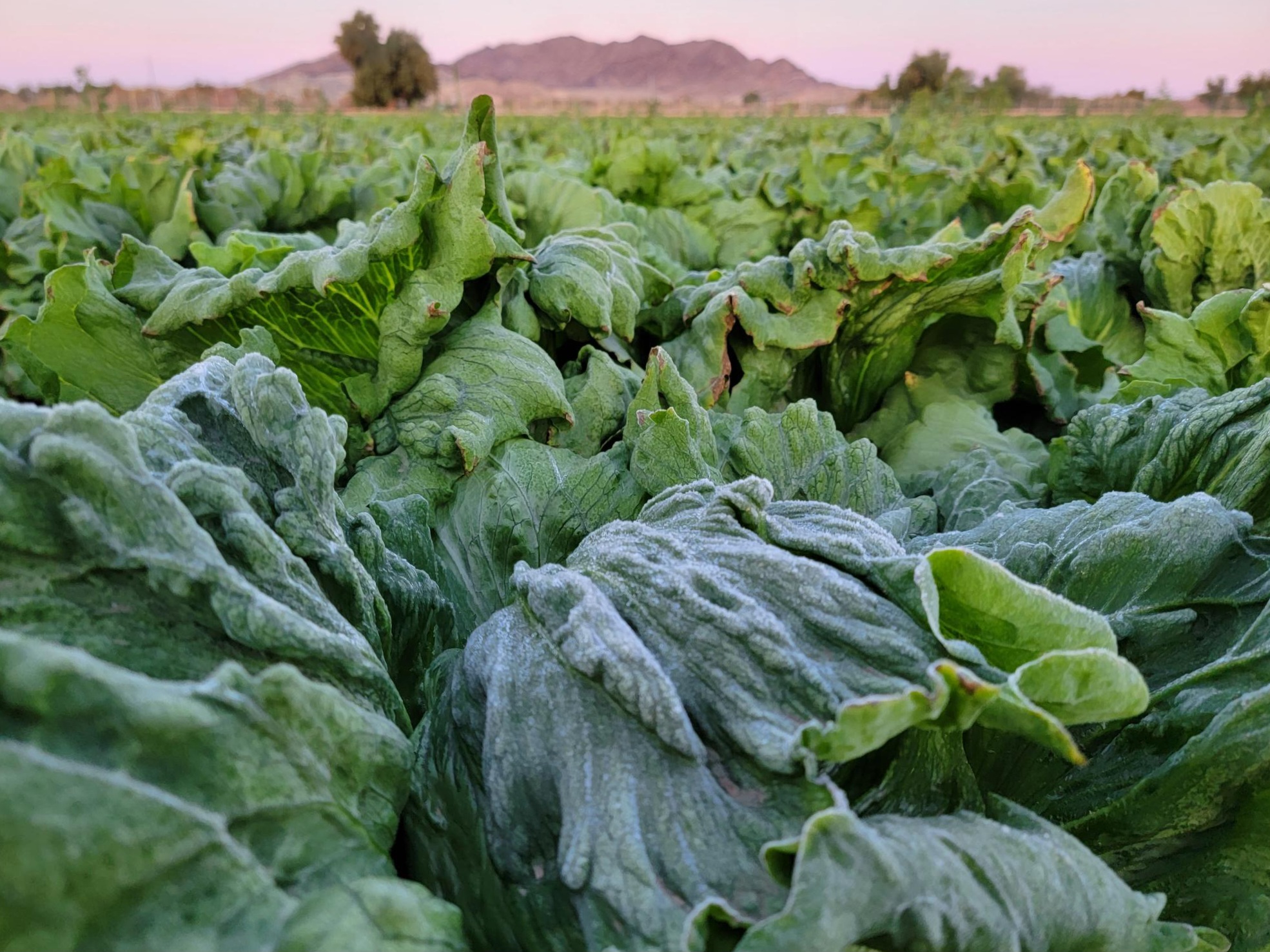 FROM THE FIELDS: DESERT REGION LETTUCE ICE - Markon