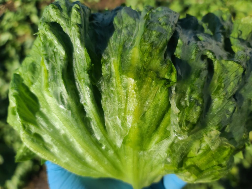 FROM THE FIELDS: DESERT REGION WEATHER UPDATE - Markon