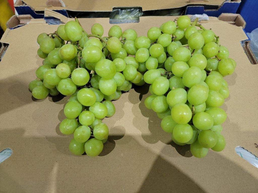 UPDATE: GRAPES - Markon