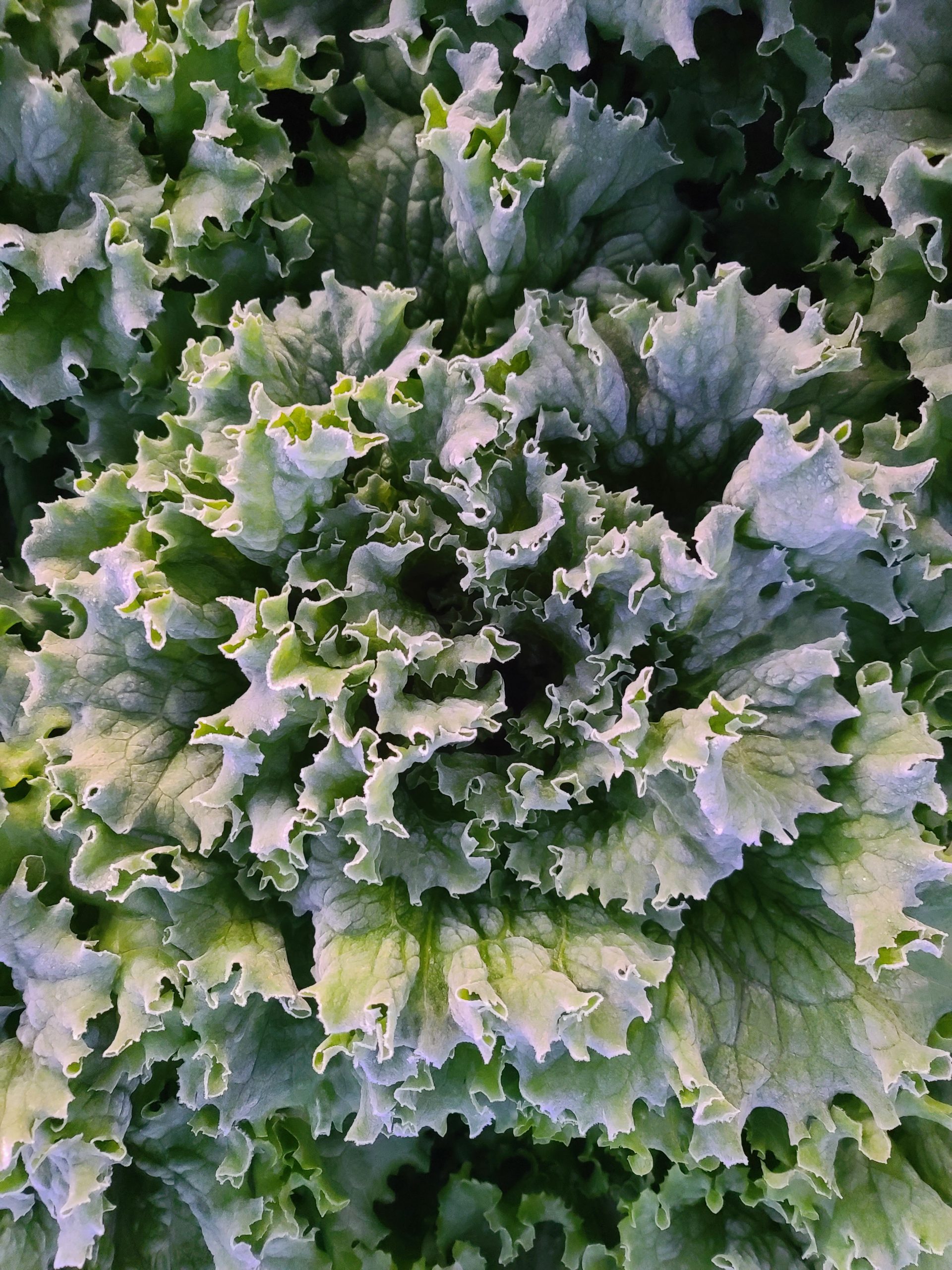 FROM THE FIELDS: MORE LETTUCE ICE FOR THE DESERT REGION - Markon