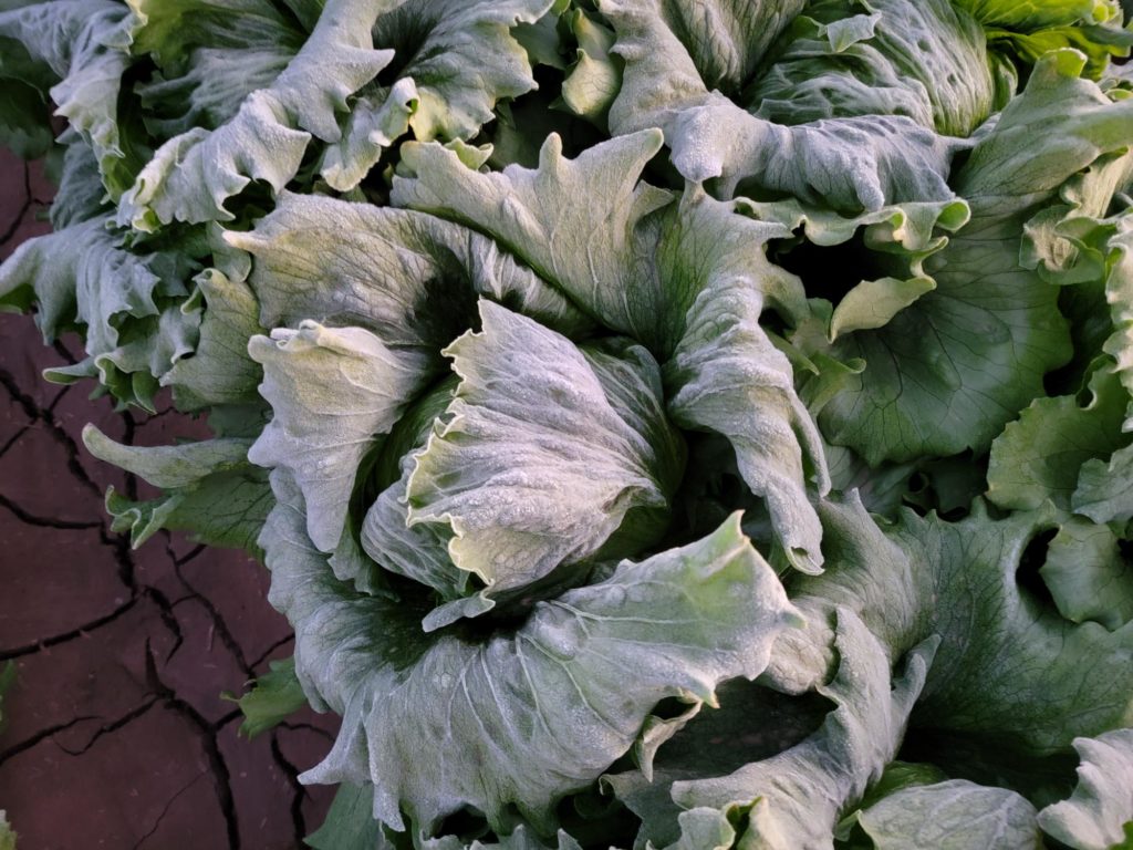 FROM THE FIELDS: MORE LETTUCE ICE FOR THE DESERT REGION - Markon