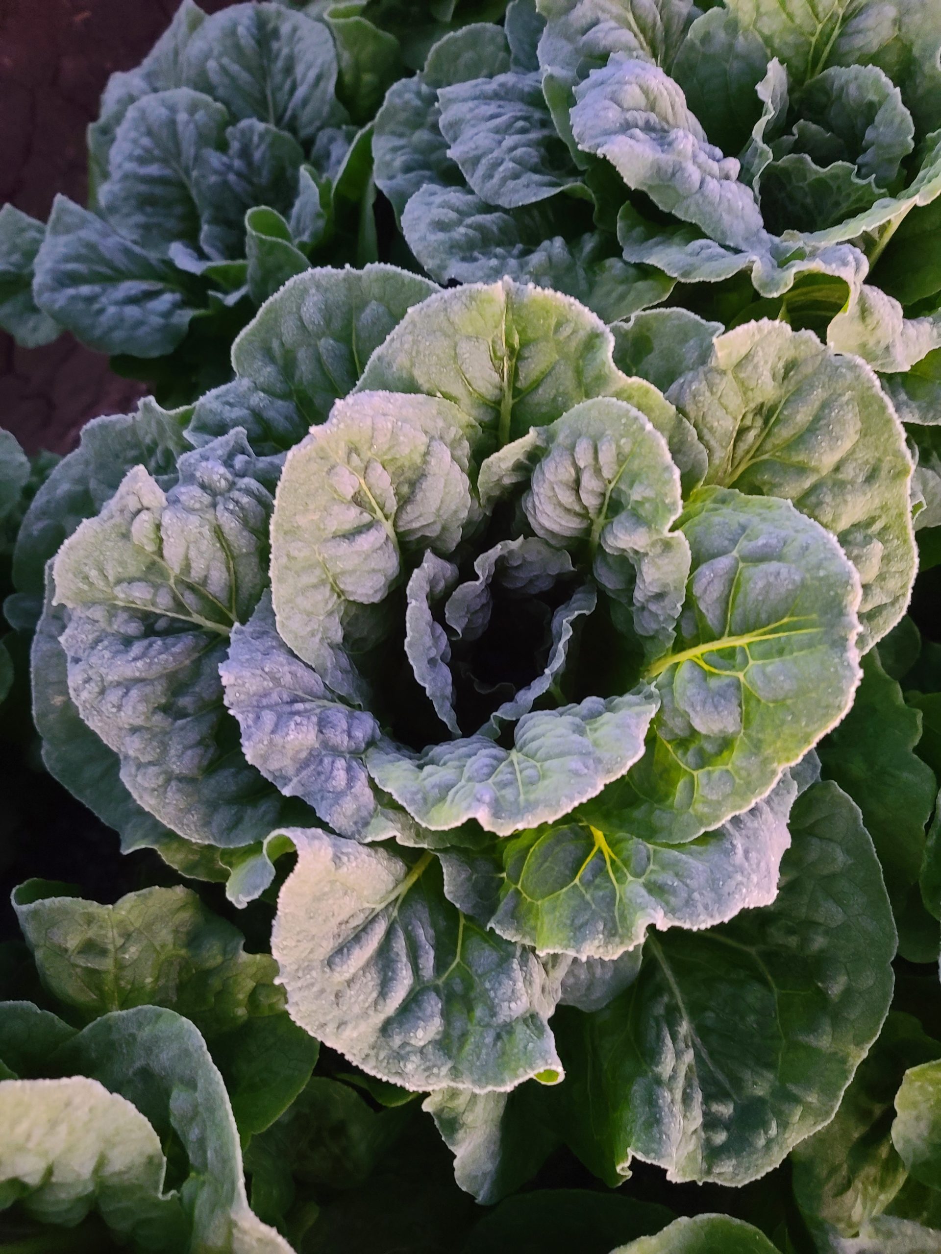 FROM THE FIELDS: MORE LETTUCE ICE FOR THE DESERT REGION - Markon