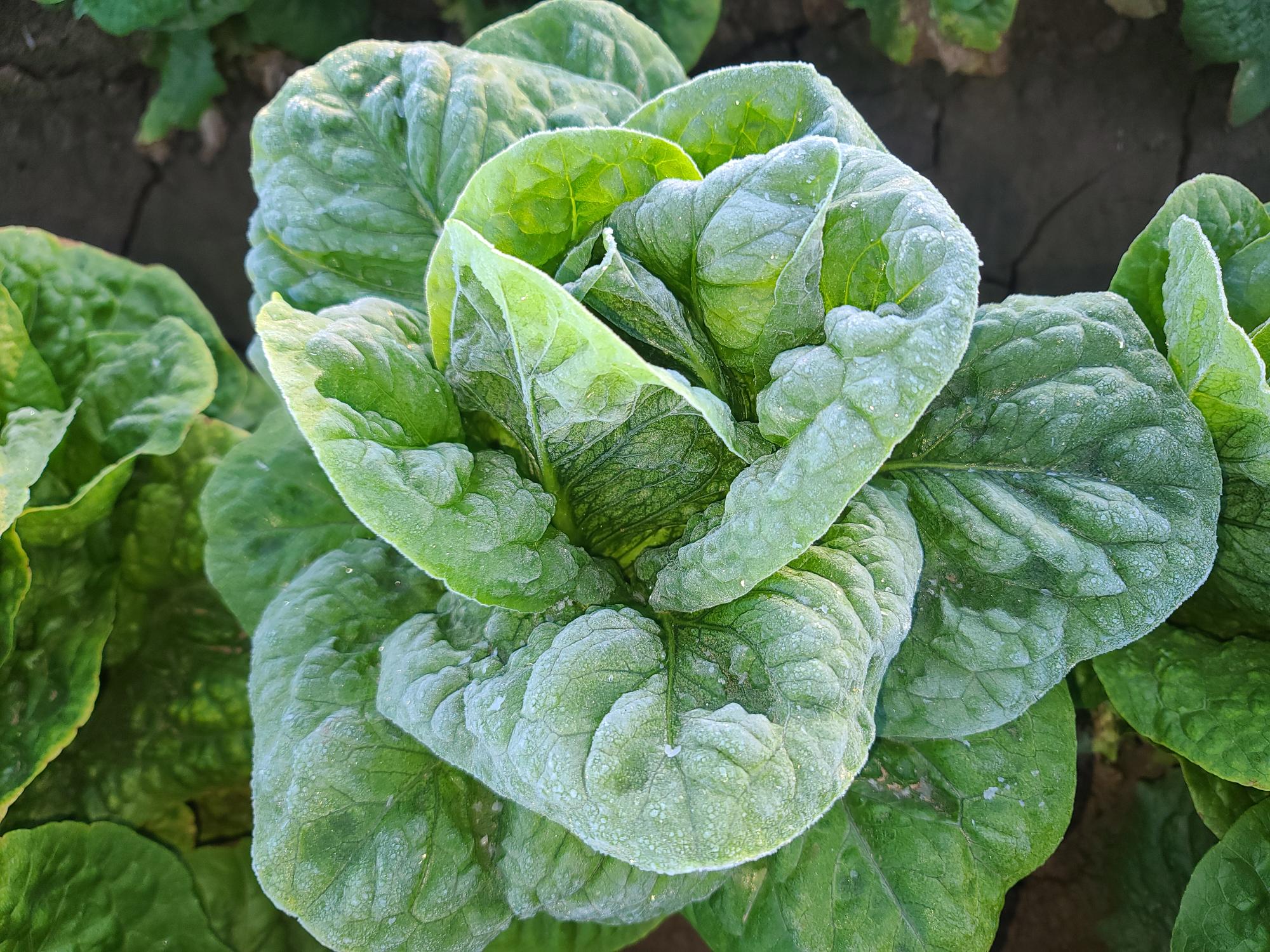 FROM THE FIELDS: DESERT REGION LETTUCE ICE - Markon