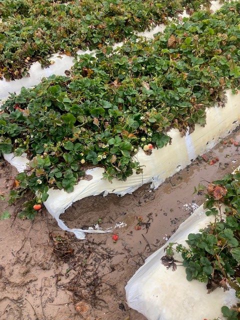 UPDATE: STRAWBERRIES - Markon