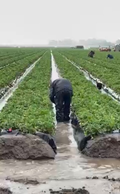 UPDATE: STRAWBERRIES - Markon