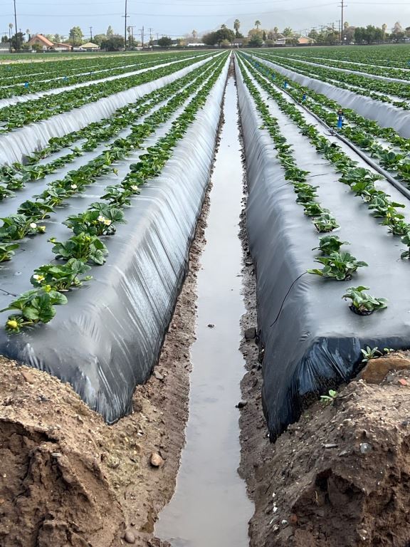 UPDATE: STRAWBERRIES - Markon