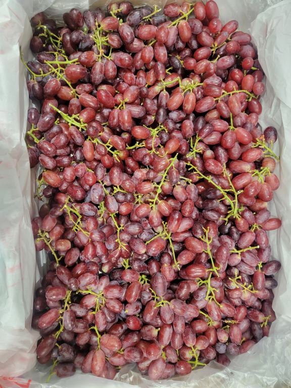 UPDATE: GRAPES - Markon