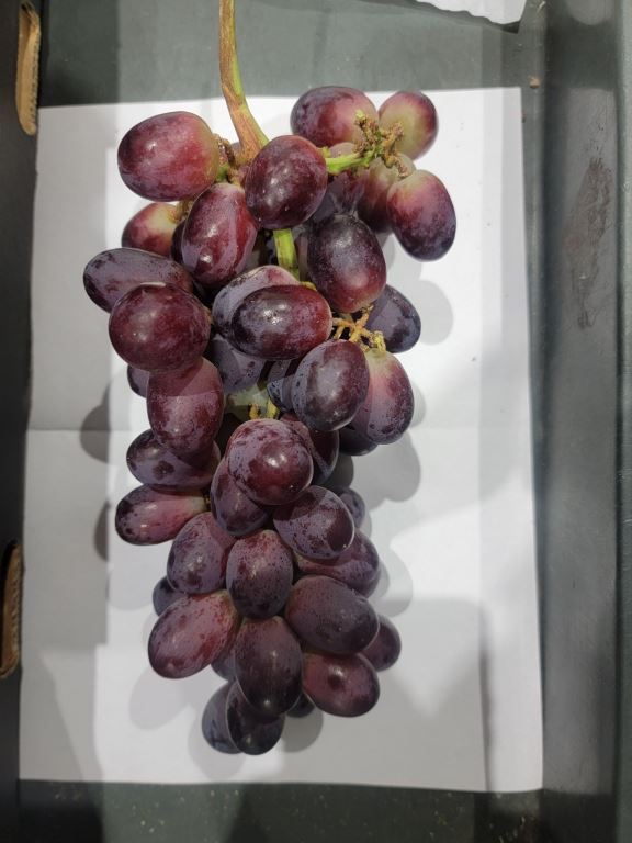 UPDATE: GRAPES - Markon