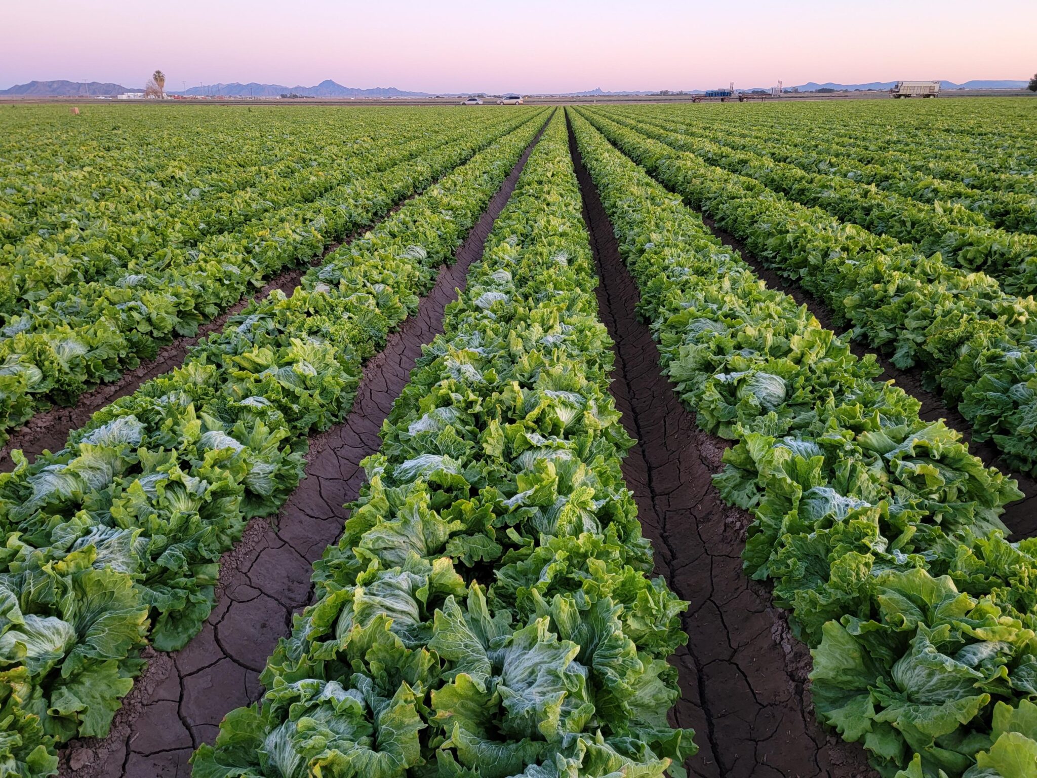 FROM THE FIELDS: LETTUCE ICE IN THE DESERT REGION - Markon