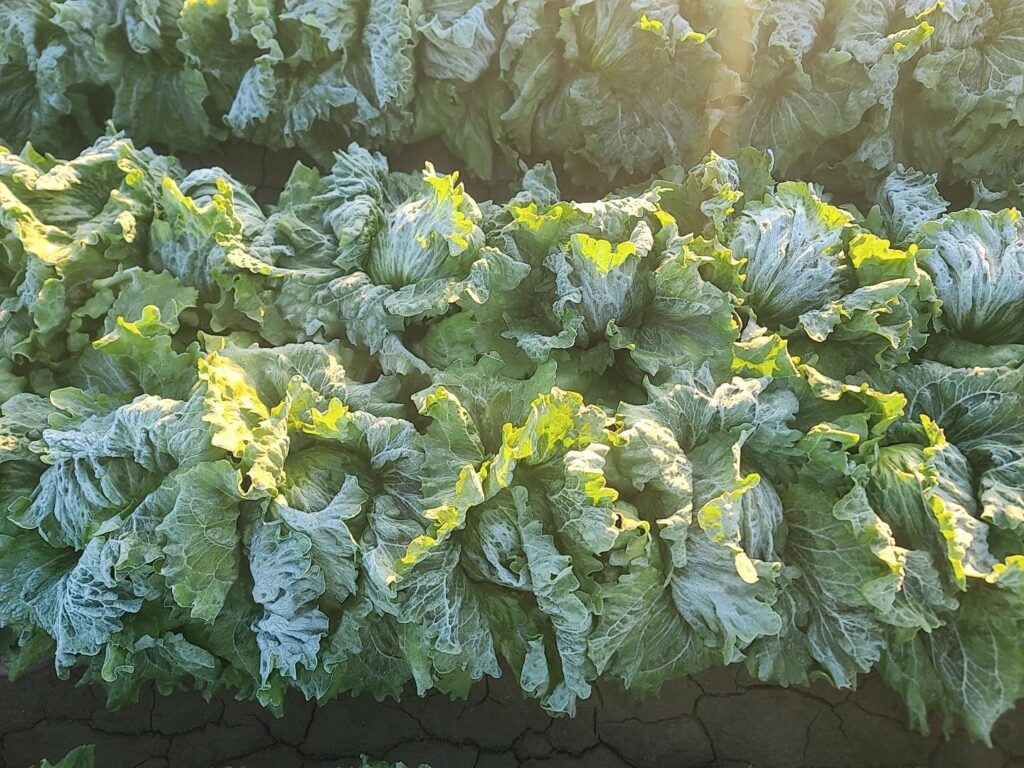 FROM THE FIELDS: SIGNIFICANT DESERT REGION LETTUCE ICE - Markon