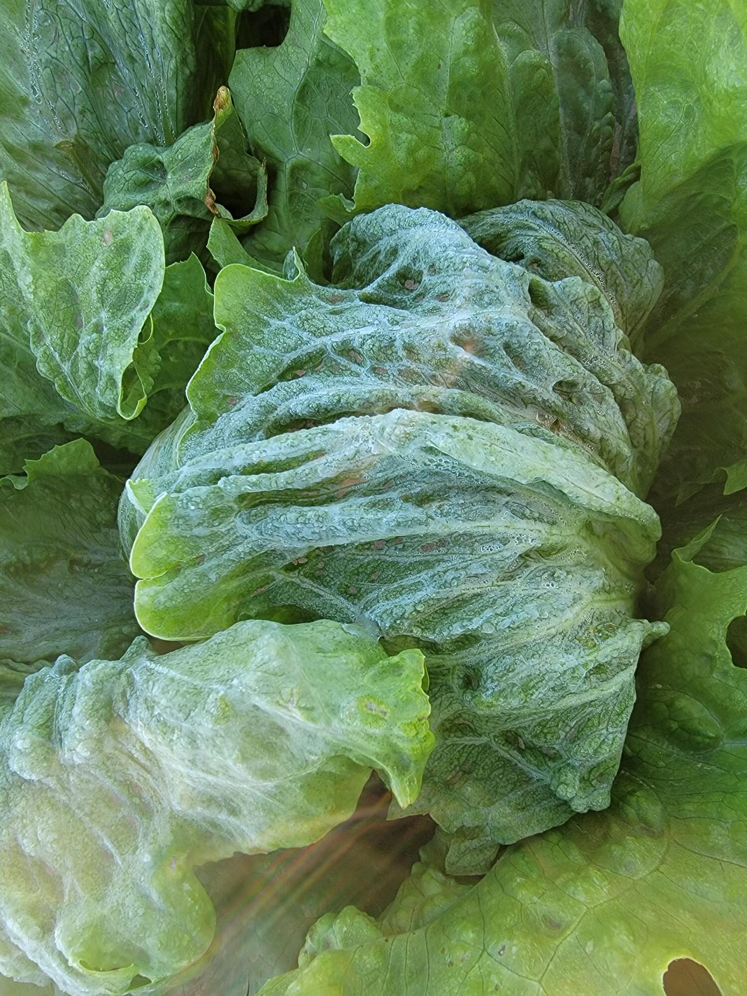 FROM THE FIELDS: DESERT REGION LETTUCE ICE - Markon