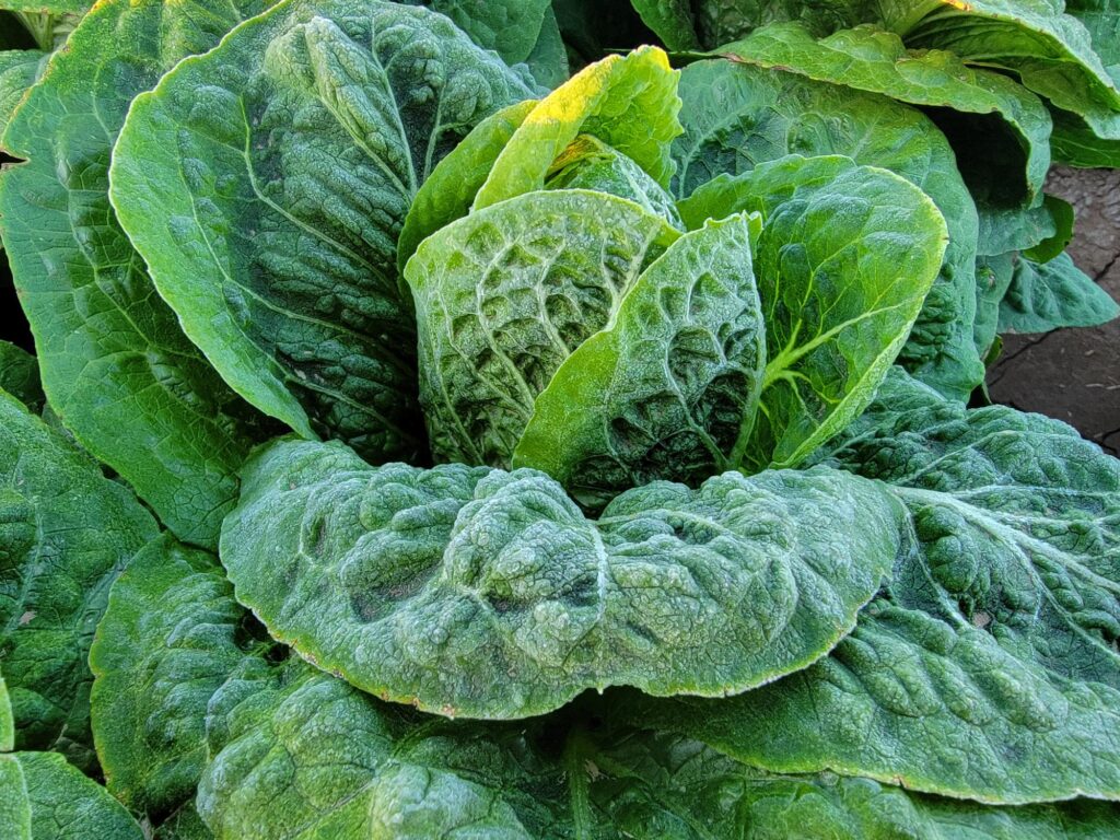 FROM THE FIELDS: DESERT REGION LETTUCE ICE - Markon