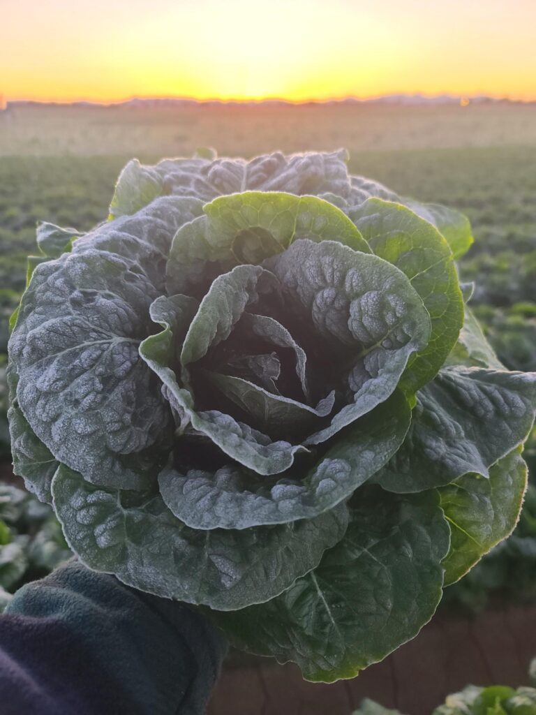 FROM THE FIELDS: SIGNIFICANT DESERT REGION LETTUCE ICE - Markon
