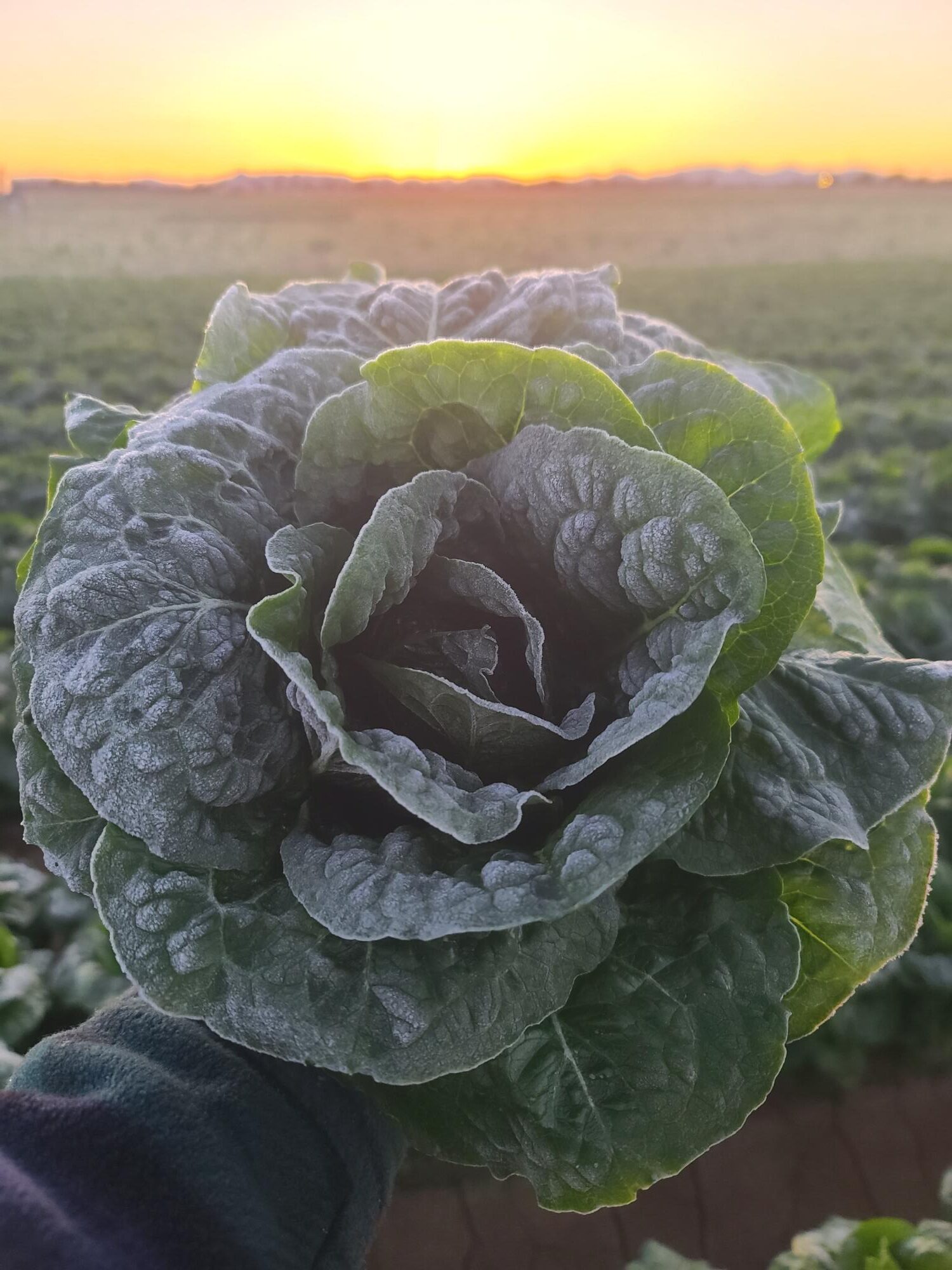 From The Fields Significant Desert Region Lettuce Ice Markon
