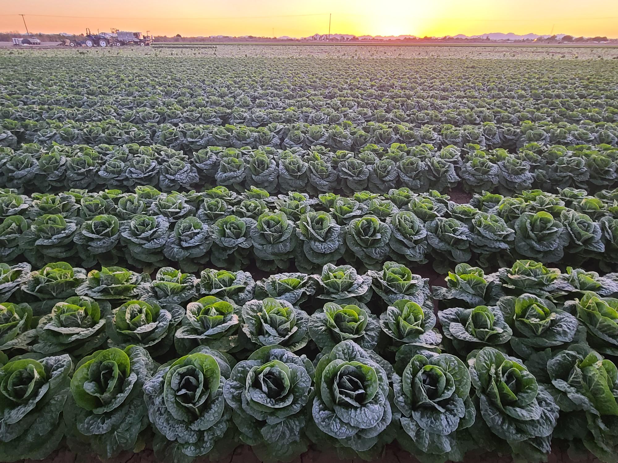 From The Fields Significant Desert Region Lettuce Ice Markon