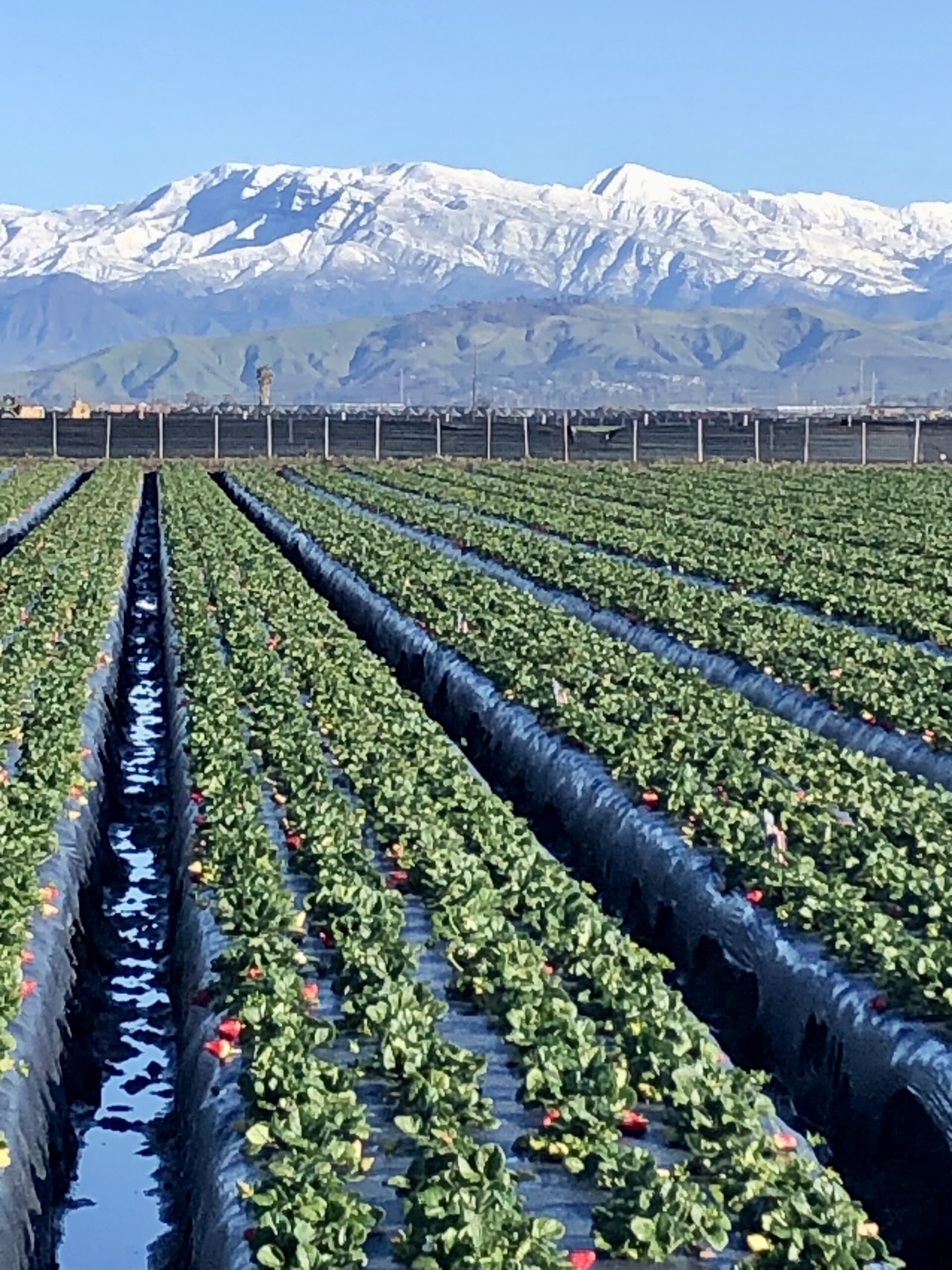 UPDATE: STRAWBERRIES - Markon