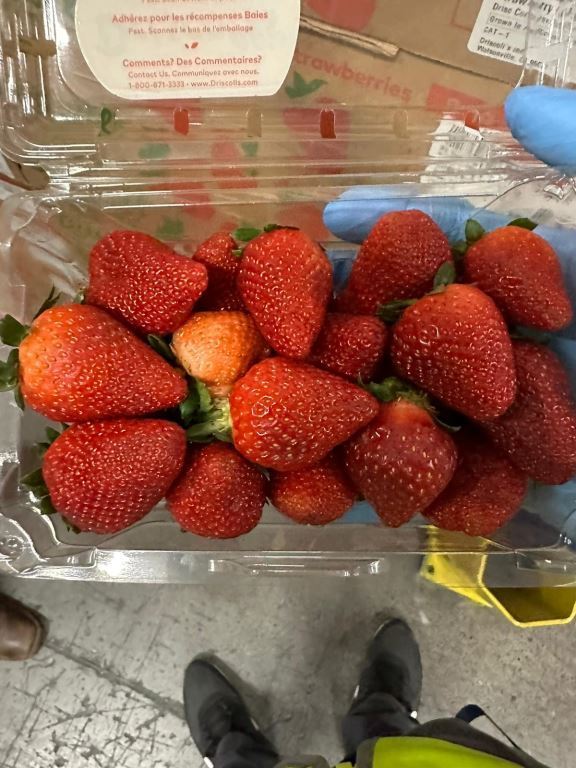UPDATE: STRAWBERRIES - CENTRAL MEXICO - Markon