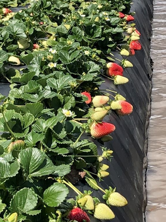 UPDATE: STRAWBERRIES - Markon