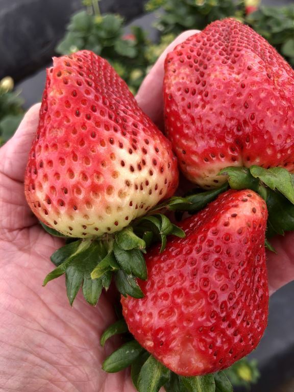 UPDATE: STRAWBERRIES - Markon