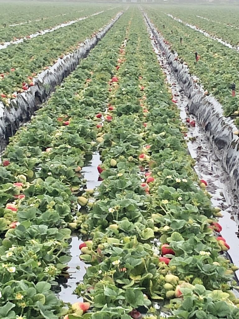 FROM THE FIELDS: OXNARD STRAWBERRIES - Markon