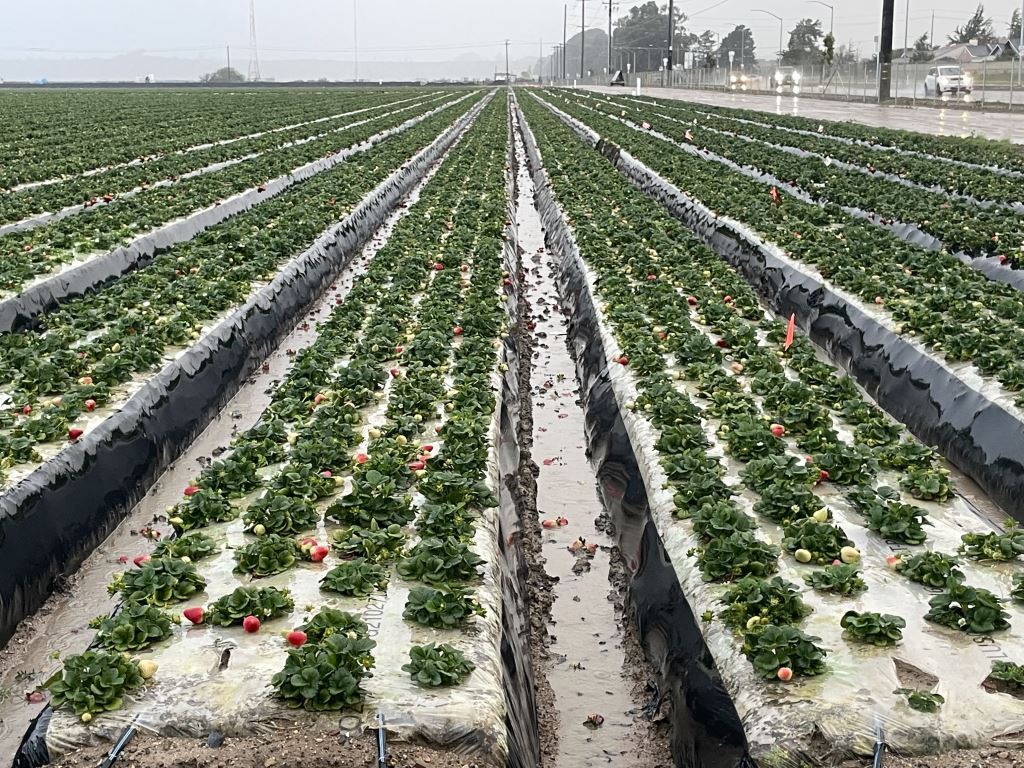 UPDATE: STRAWBERRIES - Markon