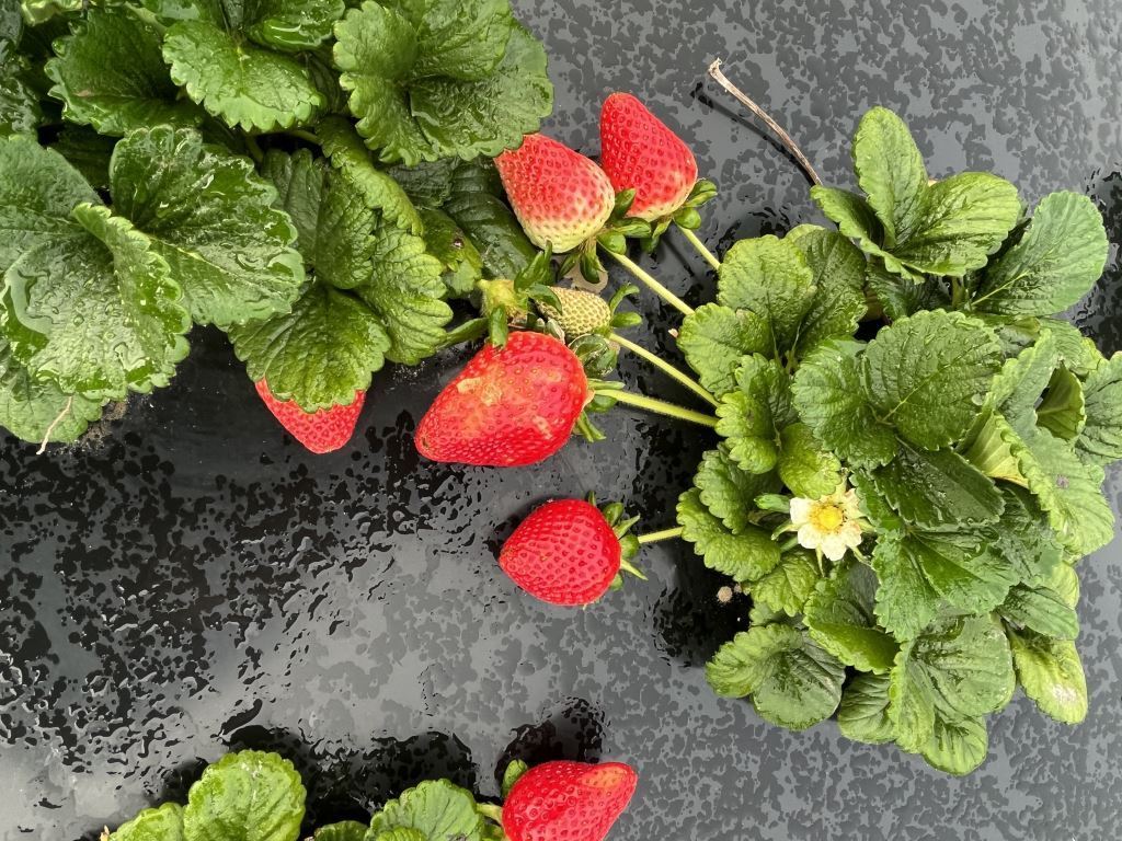 UPDATE: STRAWBERRIES - Markon