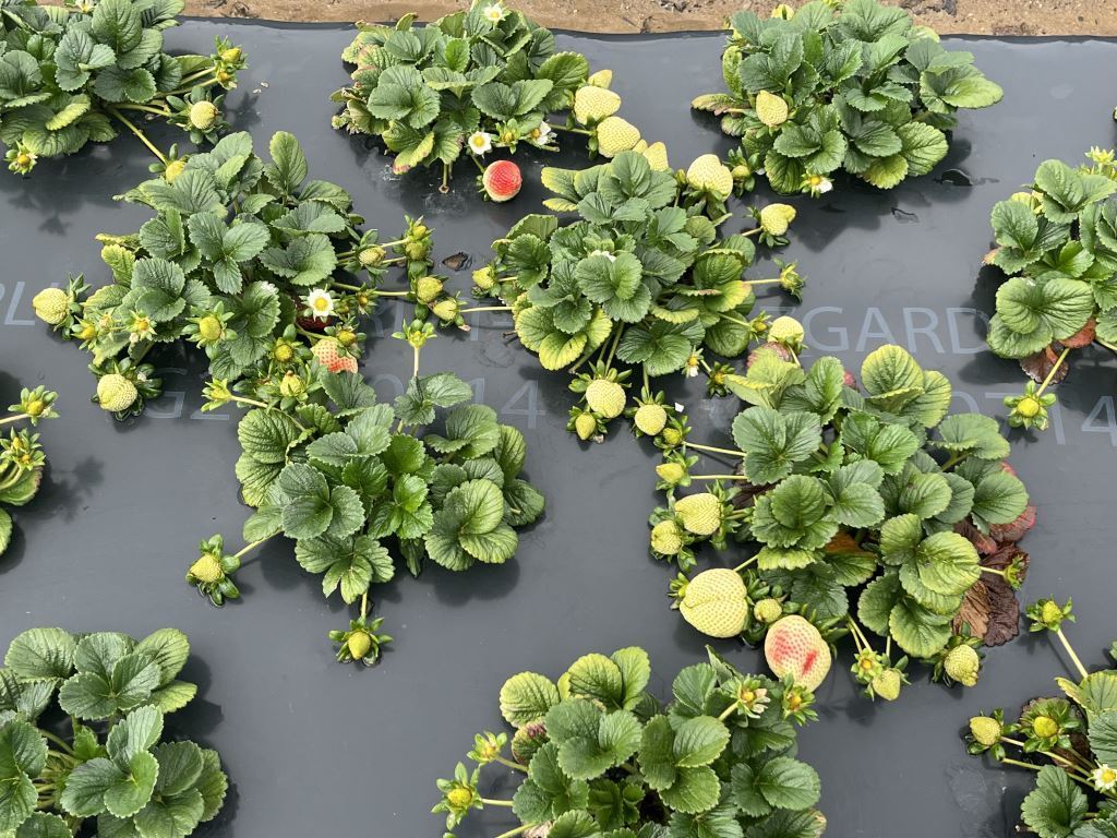 UPDATE: STRAWBERRIES - Markon