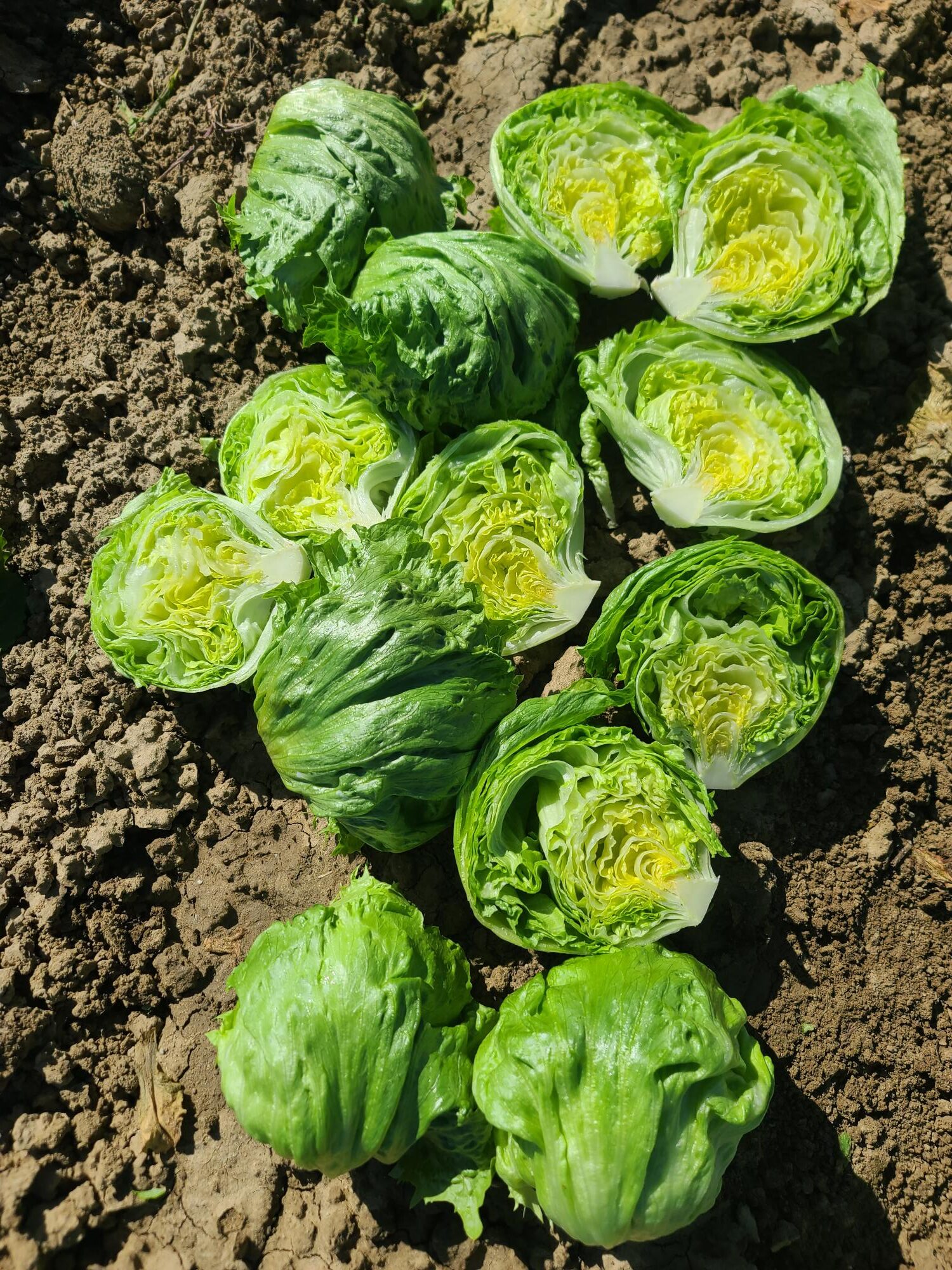 FROM THE FIELDS: HURON LETTUCE UPDATE - Markon