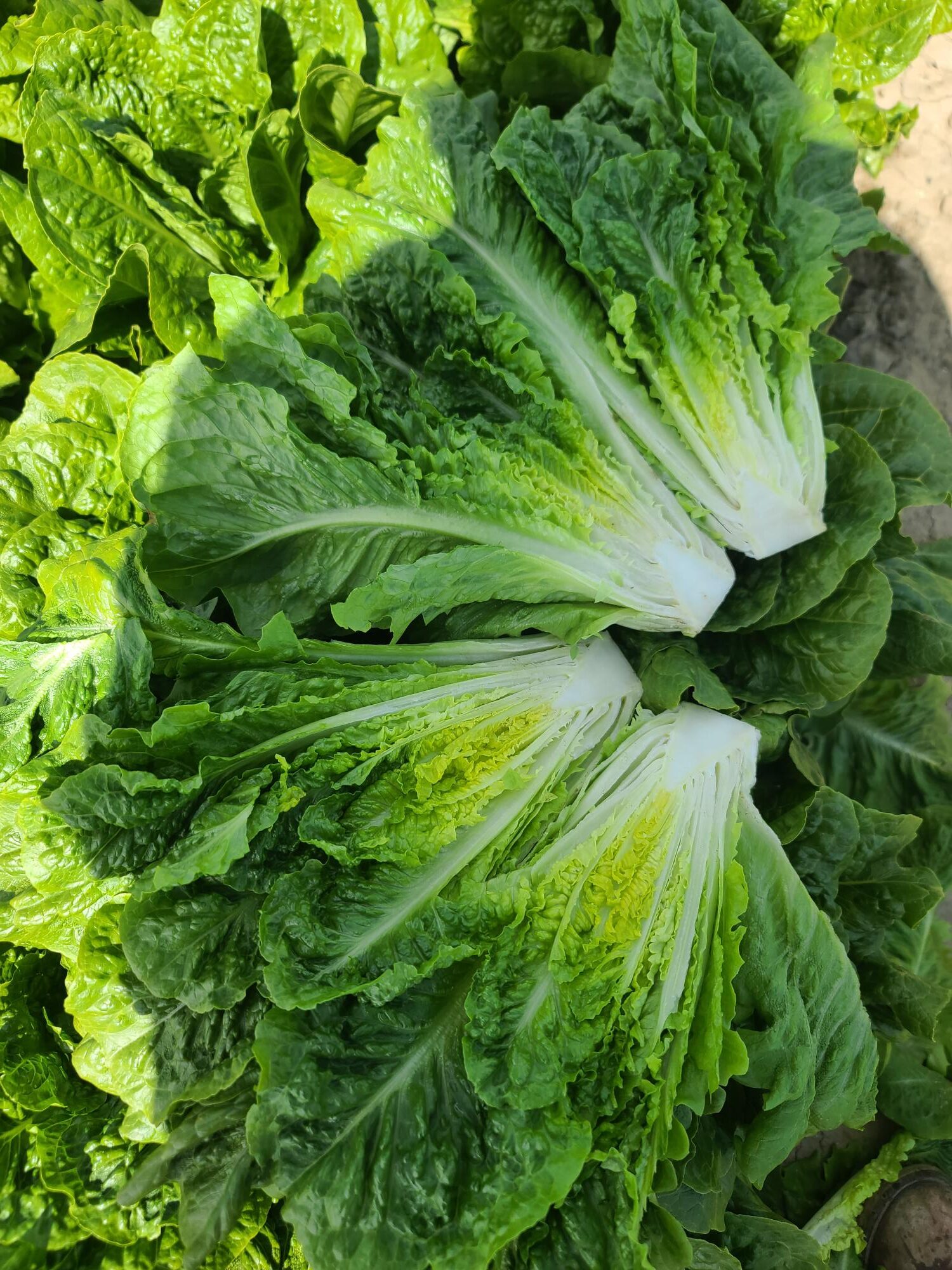 FROM THE FIELDS: HURON LETTUCE UPDATE - Markon