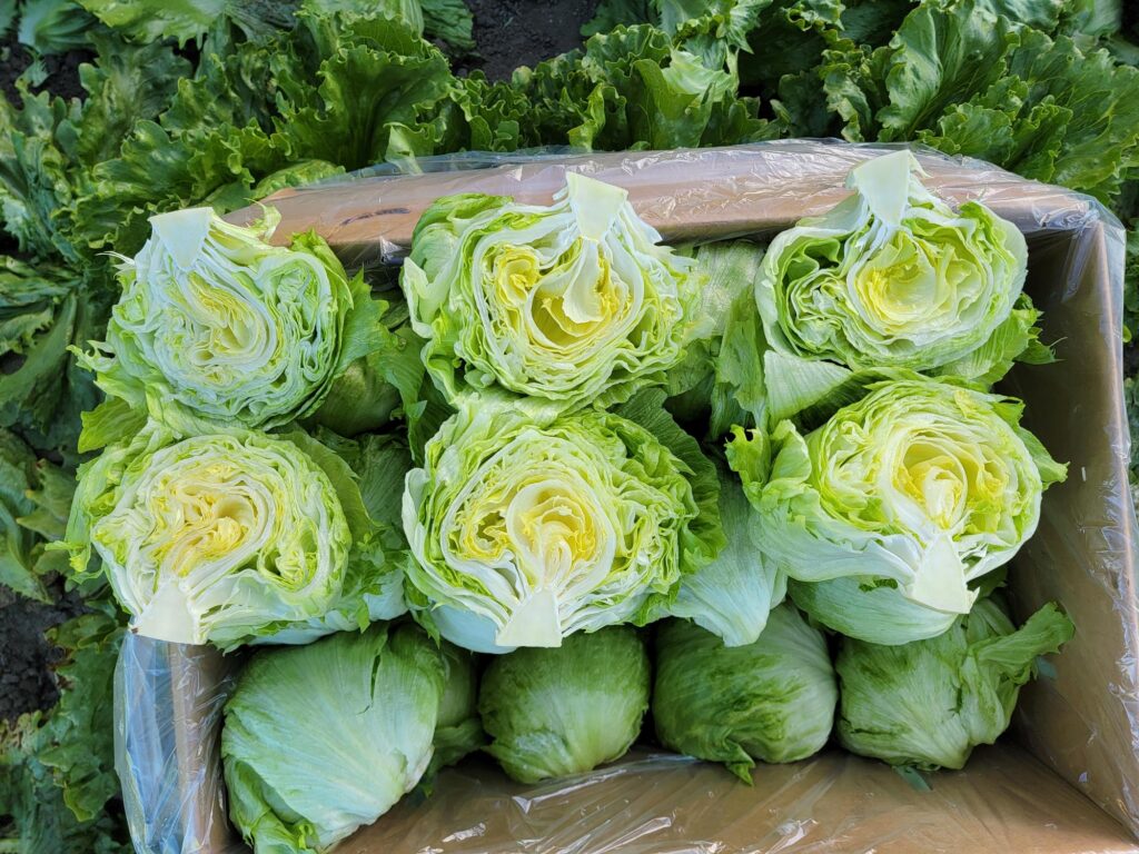 FROM THE FIELDS: SALINAS VALLEY LETTUCE UPDATE - Markon