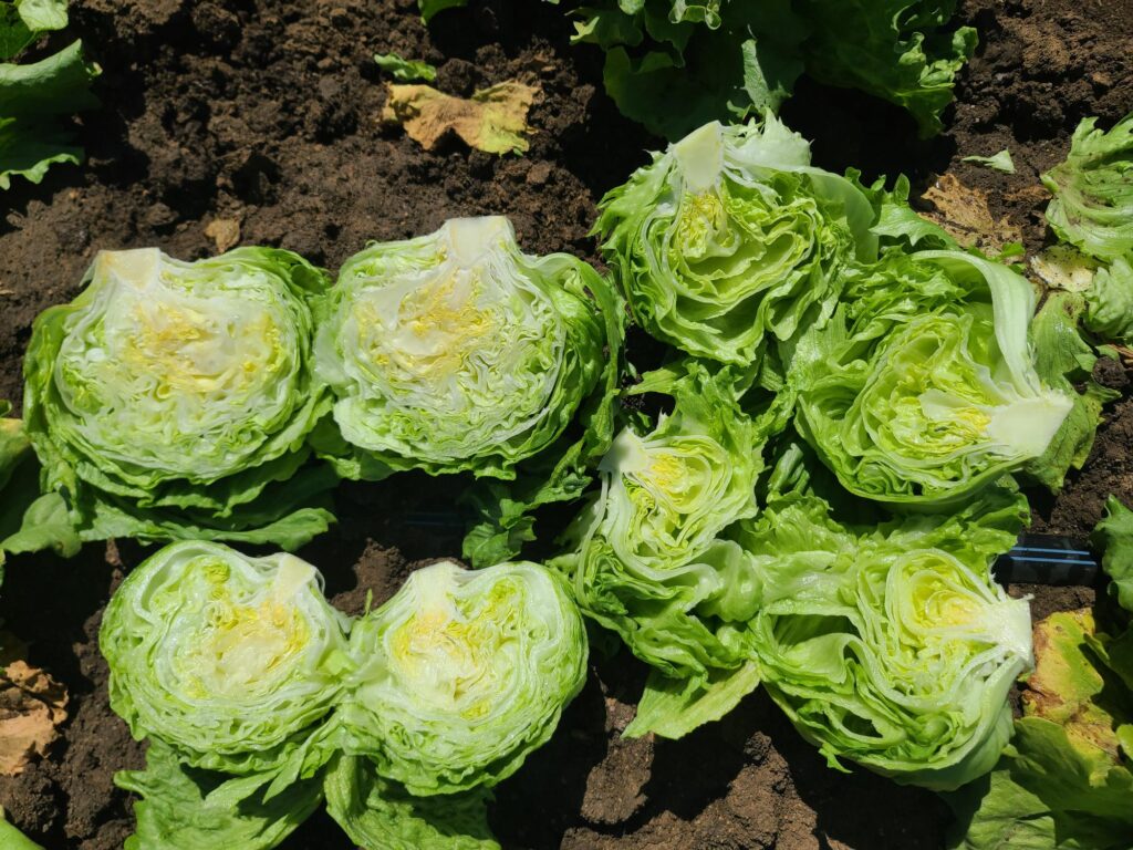 FROM THE FIELDS: SALINAS VALLEY LETTUCE UPDATE - Markon
