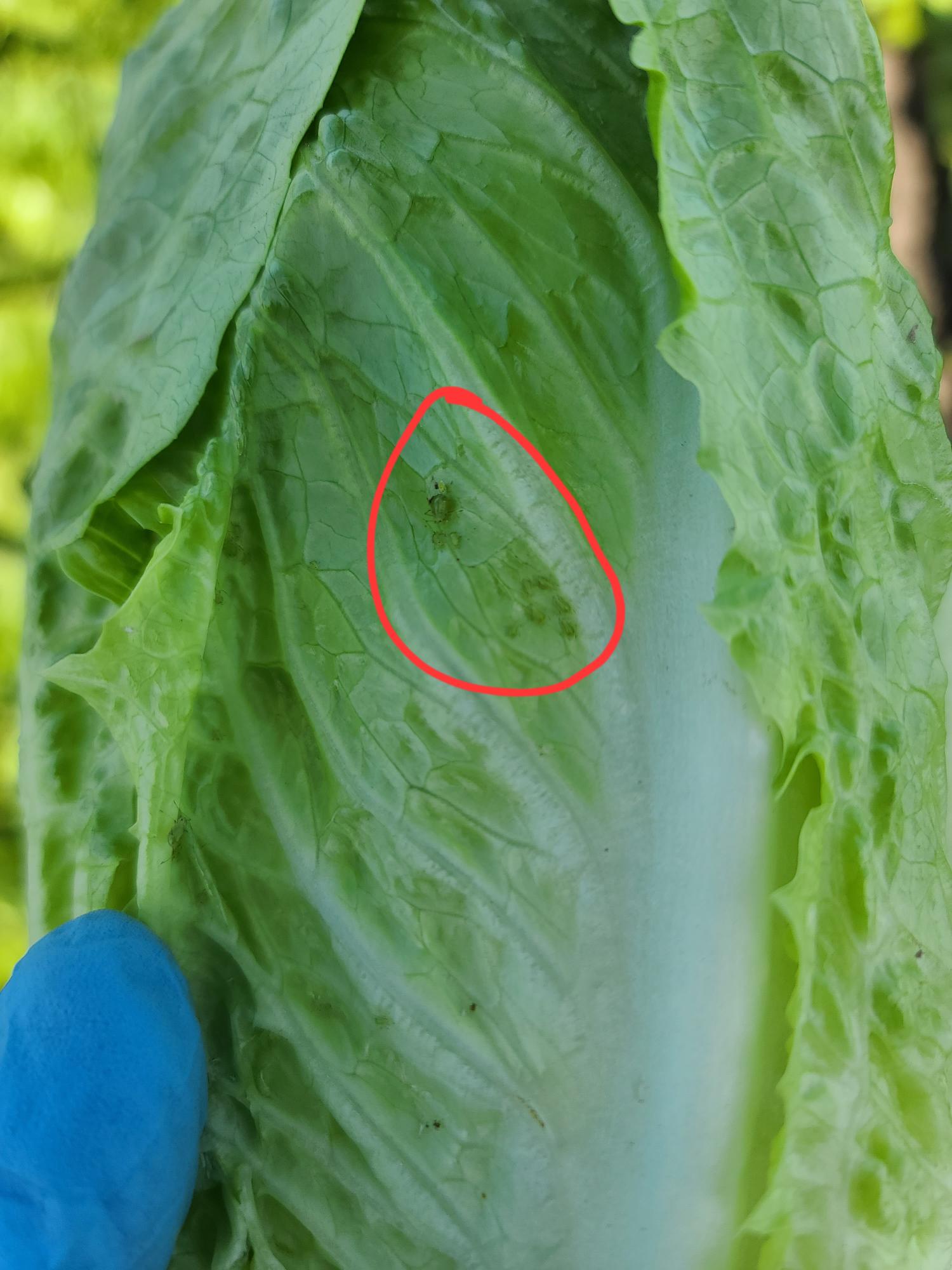 FROM THE FIELDS: SALINAS VALLEY LETTUCE UPDATE - Markon