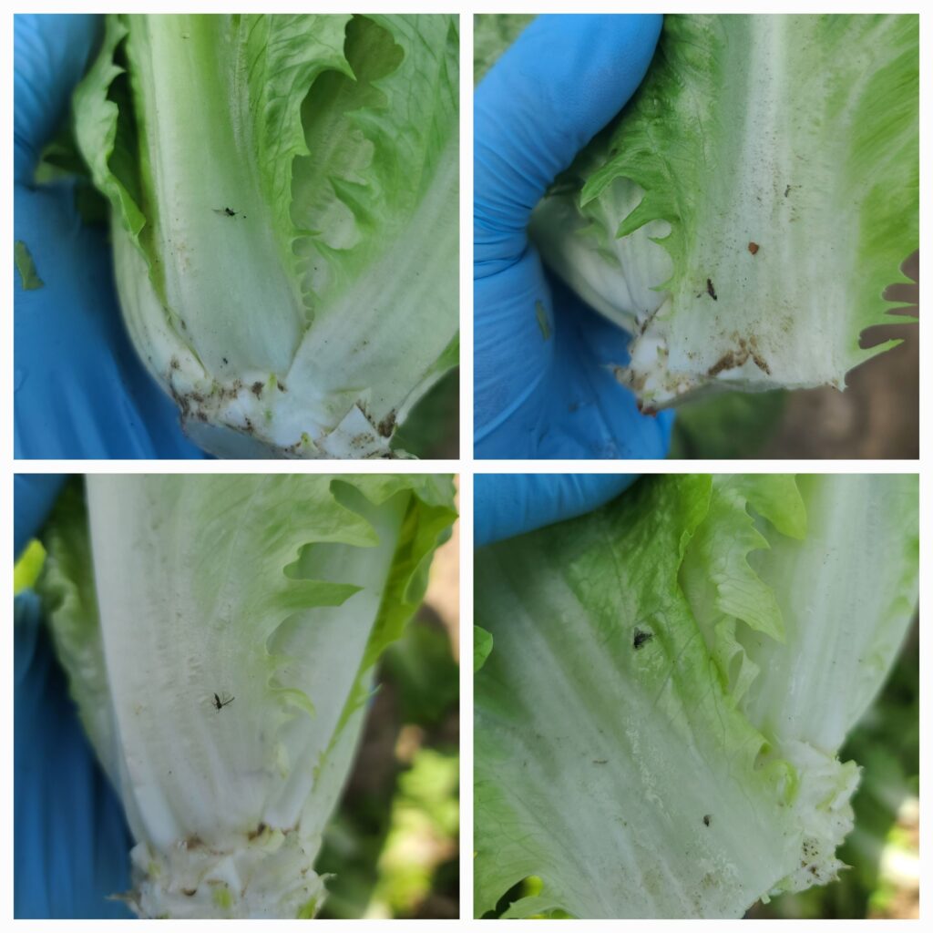 FROM THE FIELDS: HURON LETTUCE UPDATE - Markon