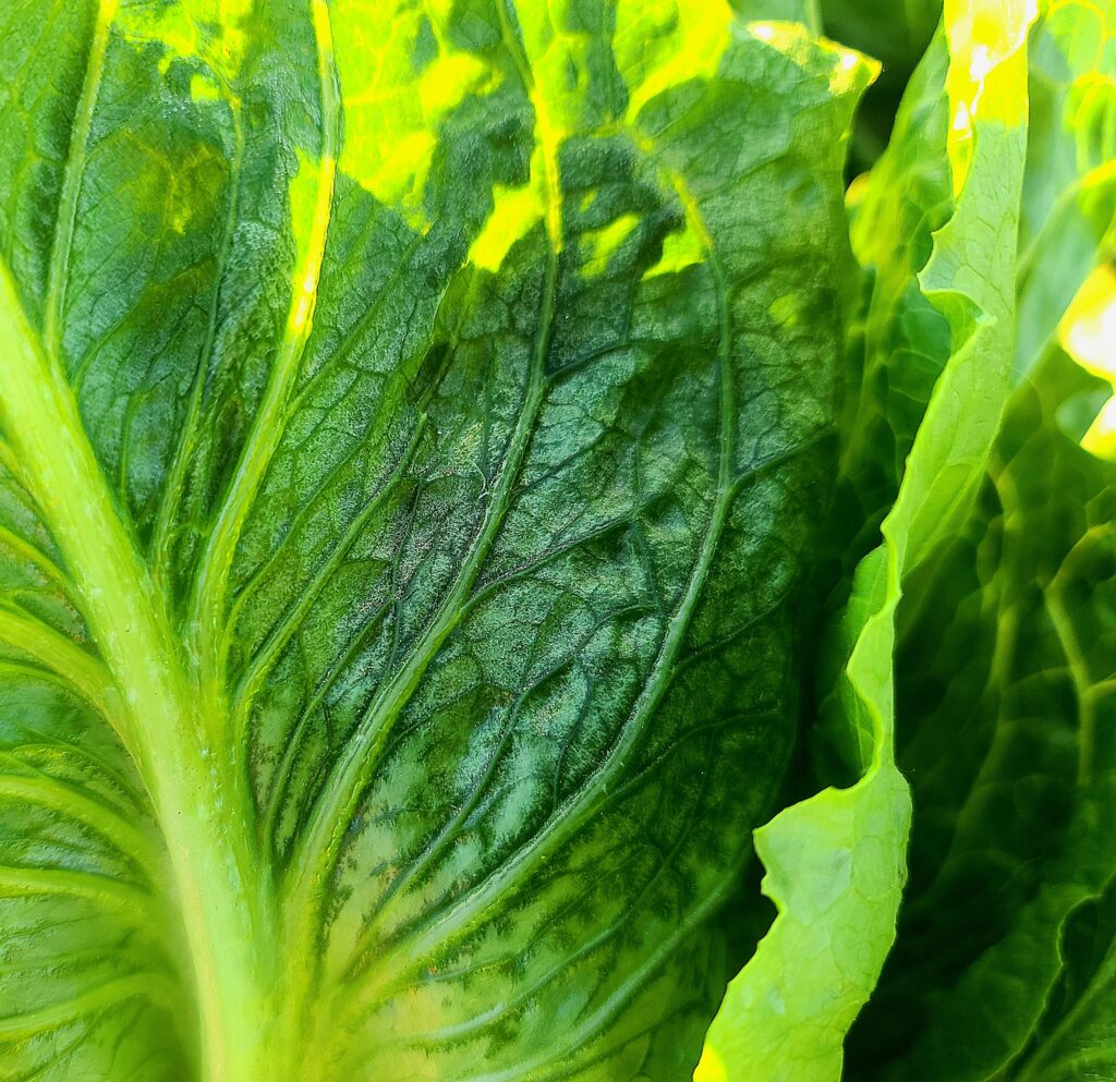 FROM THE FIELDS: LETTUCE ICE IN THE DESERT REGION - Markon