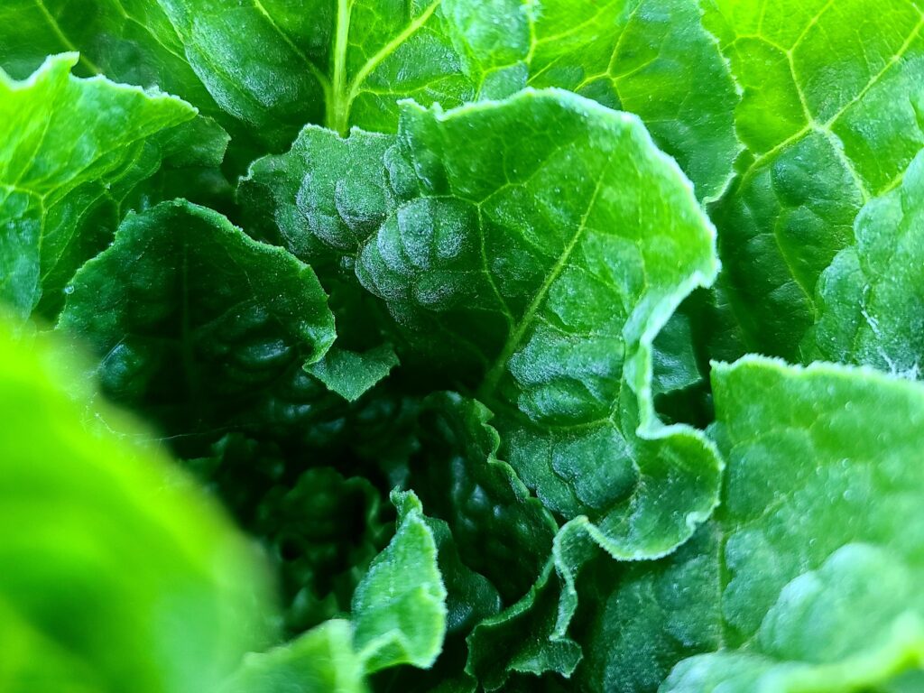 FROM THE FIELDS: LETTUCE ICE IN THE DESERT REGION - Markon