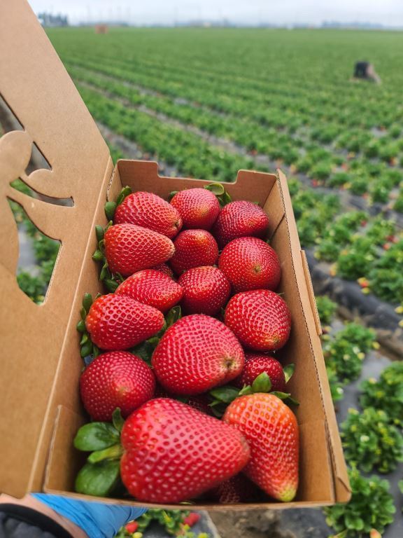 UPDATE: STRAWBERRIES - Markon