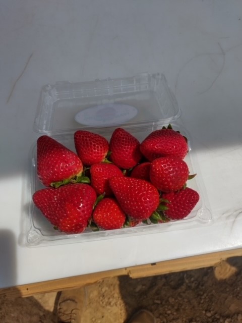 UPDATE: STRAWBERRIES - Markon