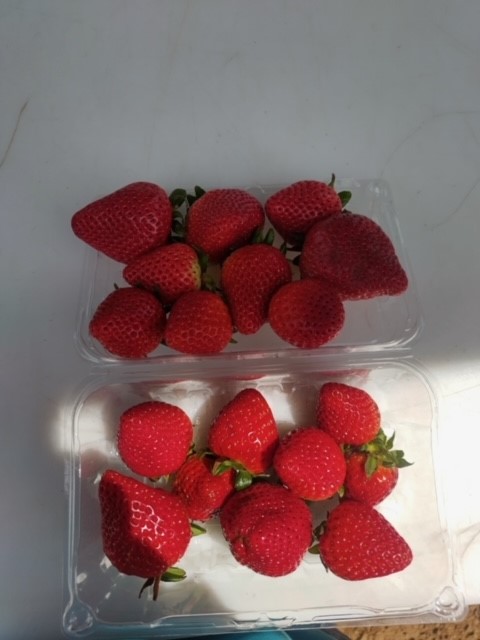 UPDATE: STRAWBERRIES - Markon