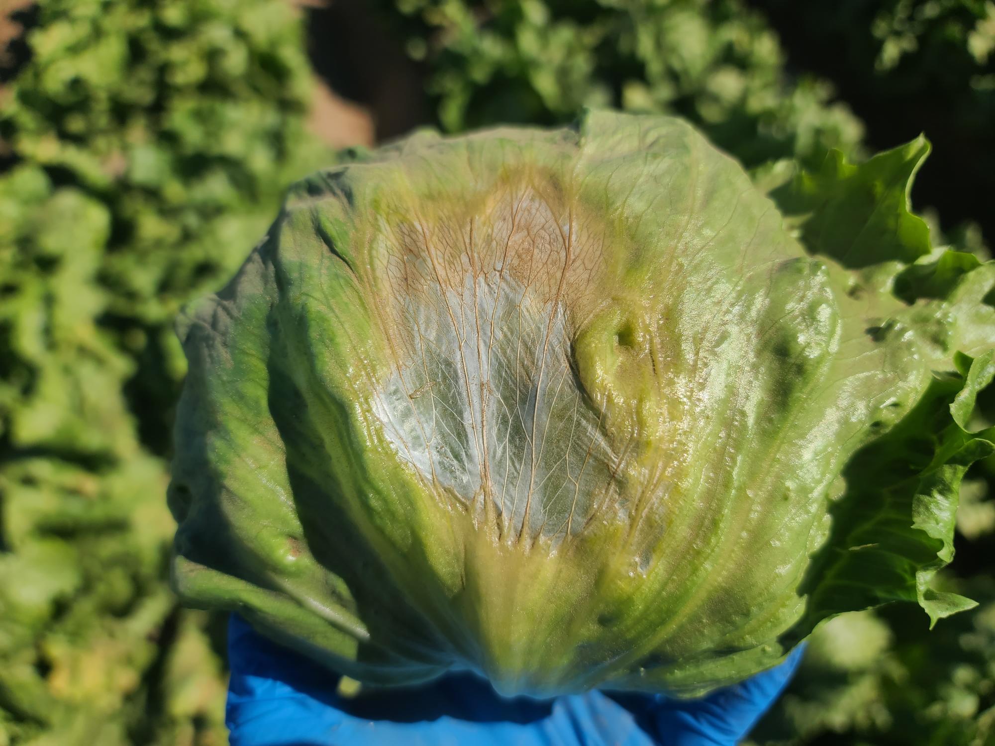 FROM THE FIELDS: DESERT REGION TEMPERATURES - Markon