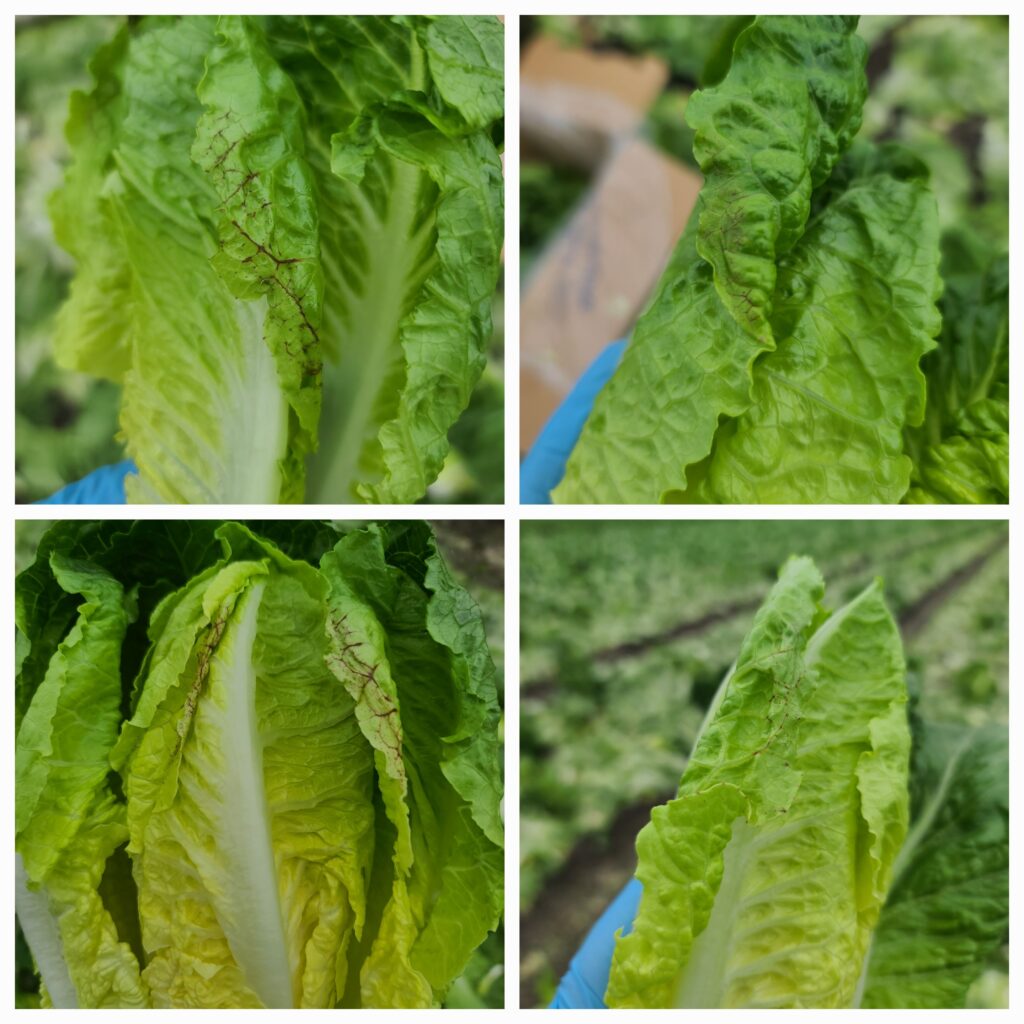 FROM THE FIELDS: LEAF LETTUCE QUALITY - Markon