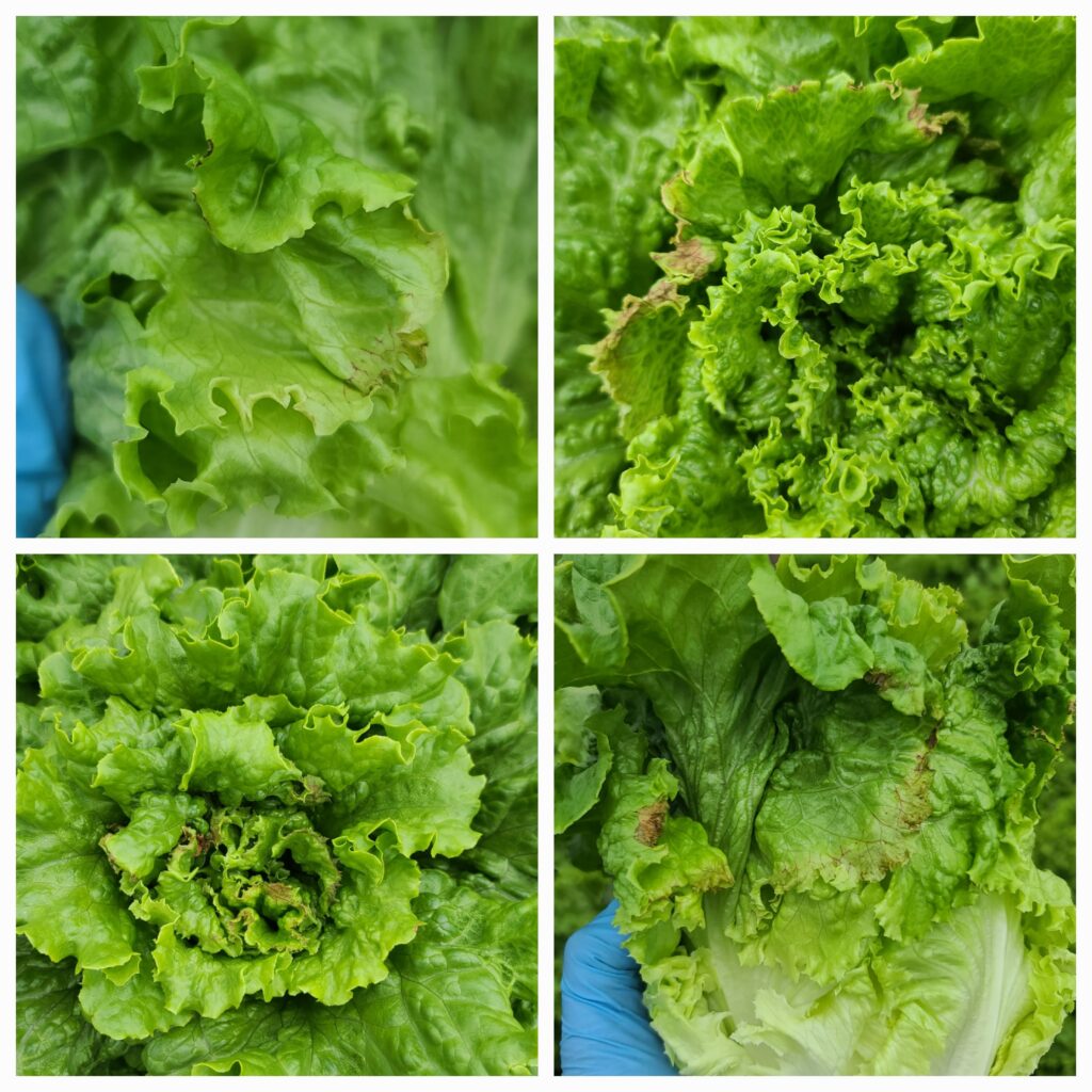 FROM THE FIELDS: LEAF LETTUCE QUALITY - Markon