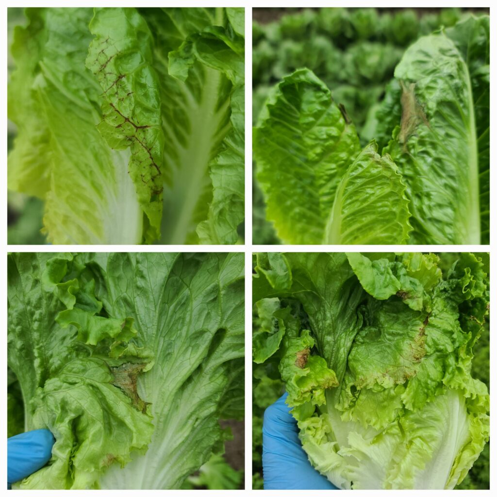 FROM THE FIELDS: SALINAS VALLEY LETTUCE UPDATE - Markon