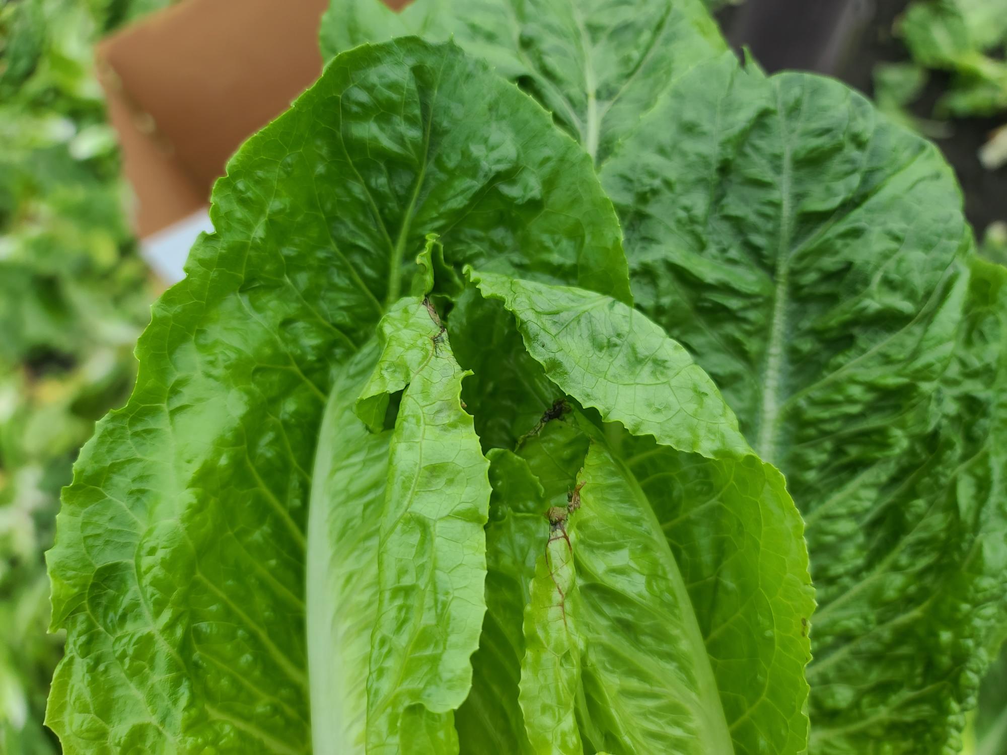 FROM THE FIELDS: SALINAS VALLEY LETTUCE UPDATE - Markon