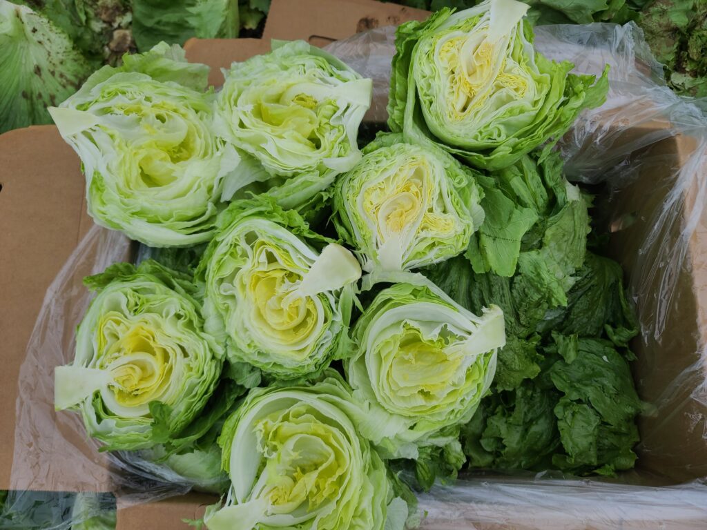 FROM THE FIELDS: SALINAS VALLEY ICEBERG LETTUCE UPDATE - Markon