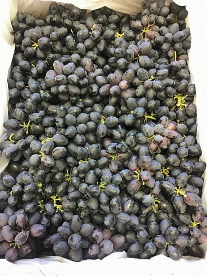 UPDATE: GRAPES - Markon