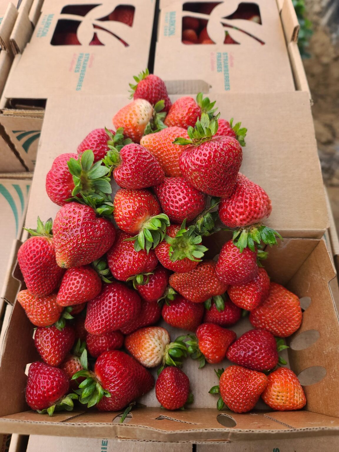 UPDATE: CALIFORNIA STRAWBERRIES - Markon