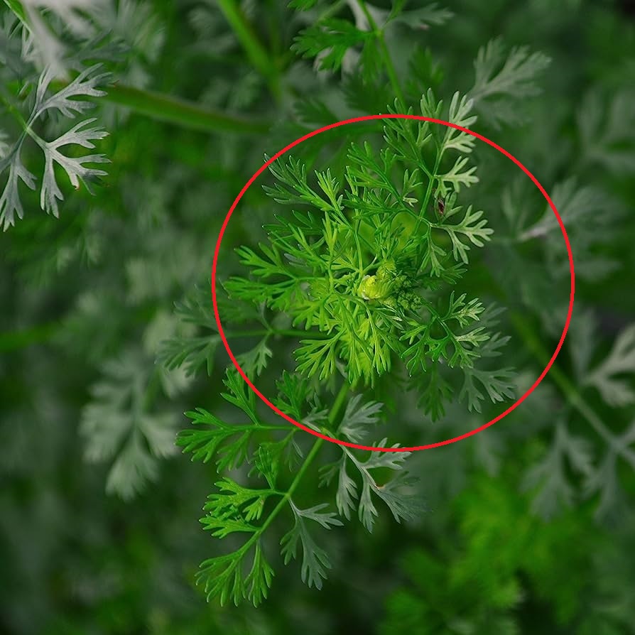 UPDATE: CILANTRO - Markon