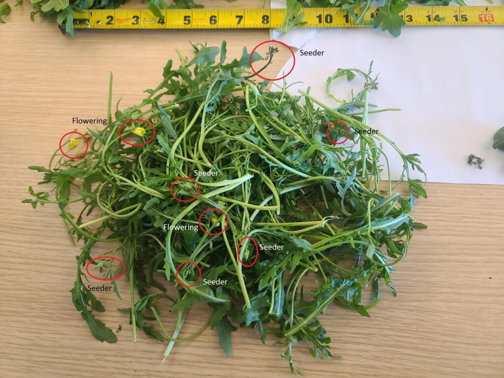 UPDATE: ARUGULA - Markon